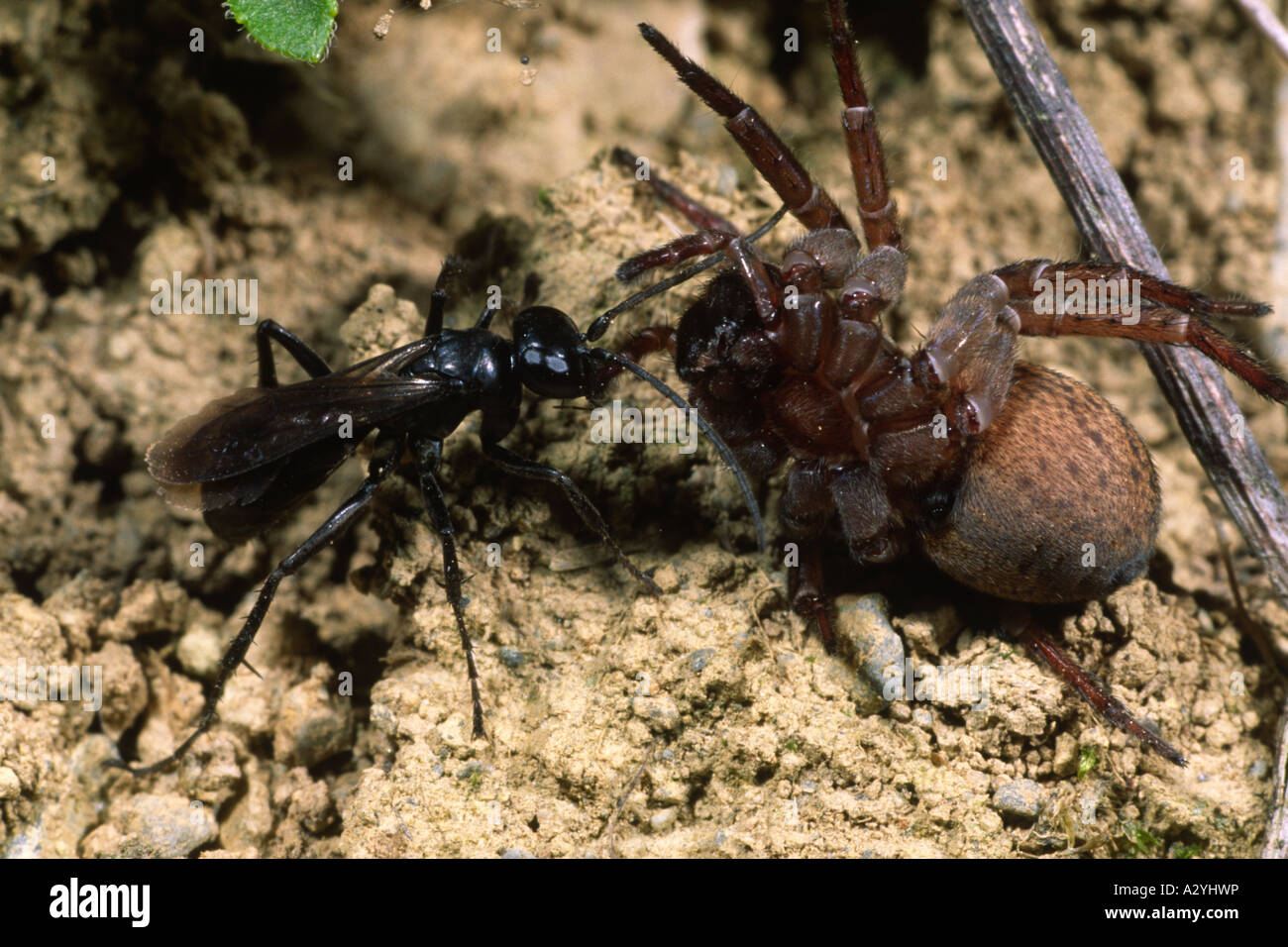 Spider-hunting Wasp (Anoplius sp.) dragging a Wolf Spider to her burrow ...