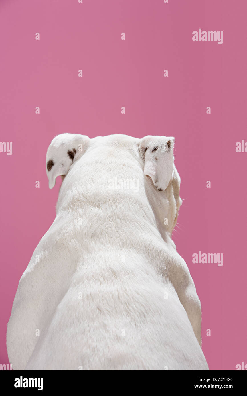 Back of bulldog hi-res stock photography and images - Alamy