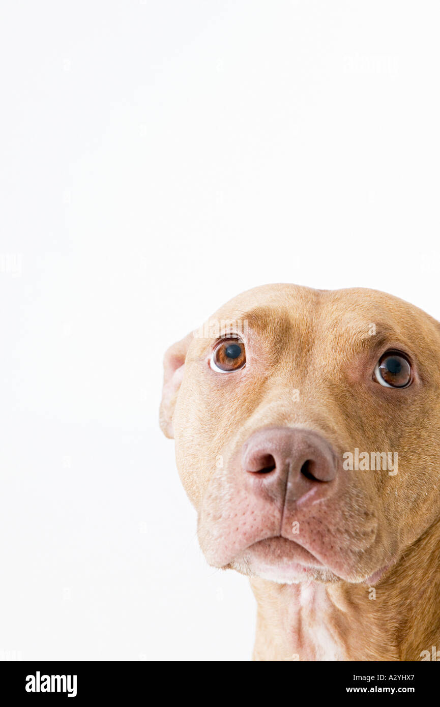 Frowning dog hi-res stock photography and images - Alamy