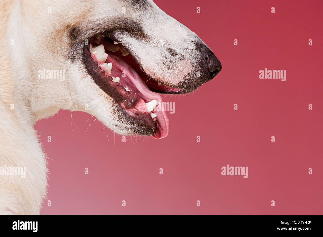 Mouth of a dog Stock Photo - Alamy