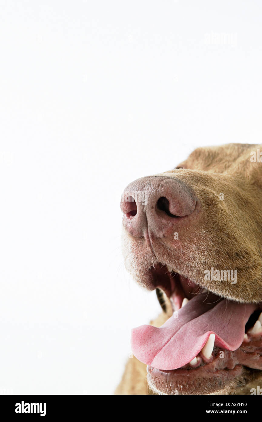 Mouth of a dog Stock Photo - Alamy
