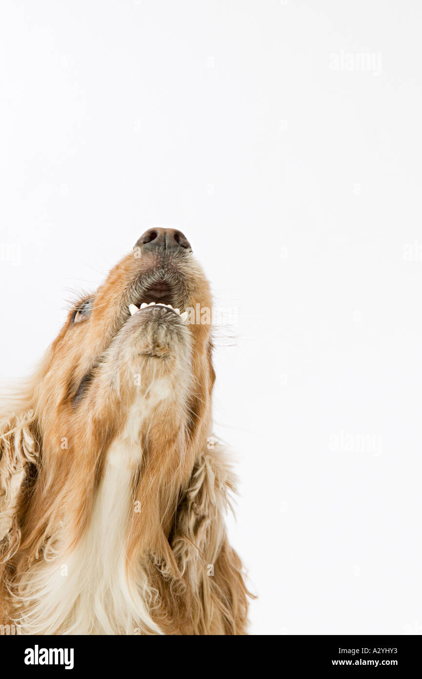 Dog looking up hi-res stock photography and images - Alamy