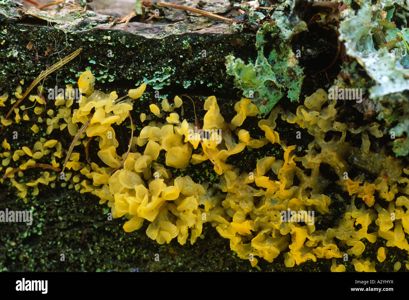Lemon Disco fungi (Bisporella citrina) on a stump of an Oak tree. Powys ...