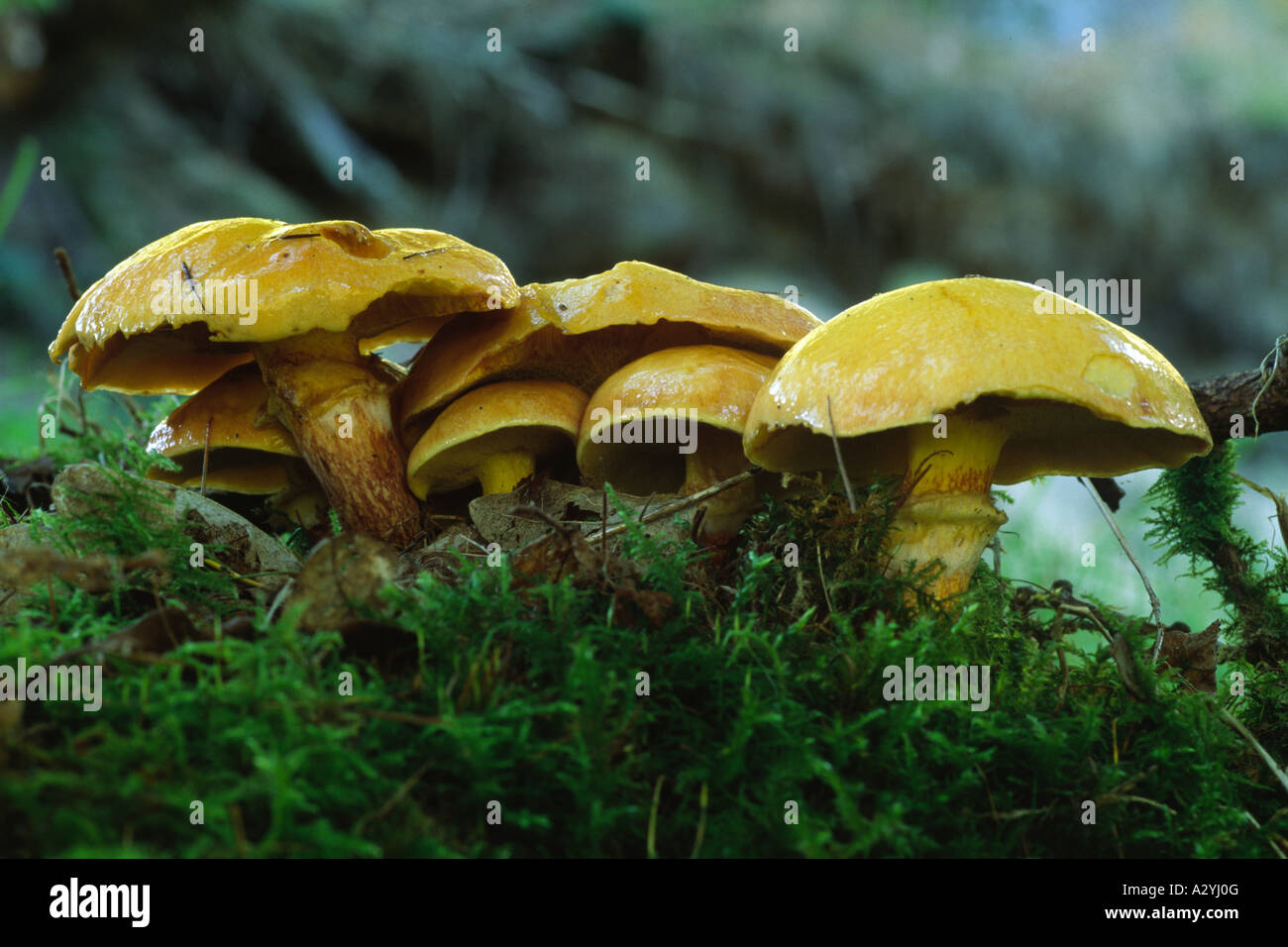 Larch Bolete Fungi (Suillus grevillei). Group growing in mixed woodland ...