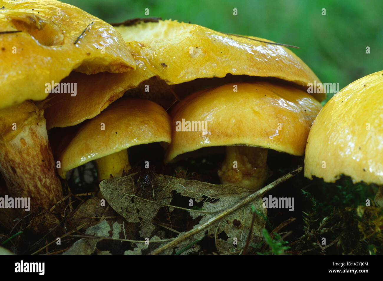 Larch Bolete Fungi (Suillus grevillei). Group growing in mixed woodland ...