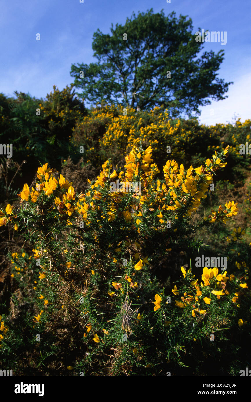 Ulex gallii hi-res stock photography and images - Alamy