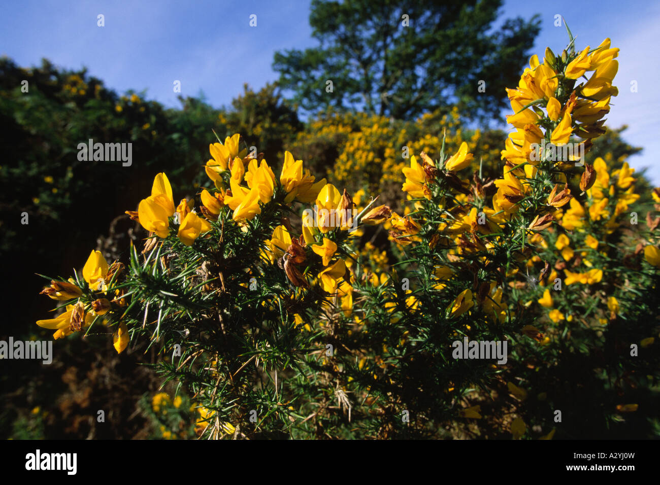 Flowering Western Gorse (Ulex gallii) Powys, Wales, UK Stock Photo - Alamy