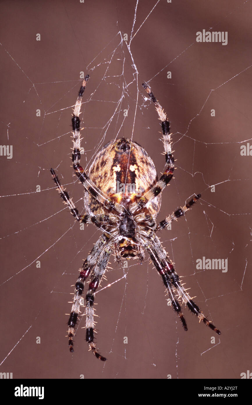 Female Garden or Cross Spider (Araneus diadematus) in the middle of her ...