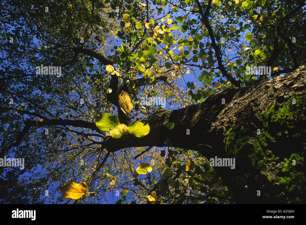 Large leaved lime uk hi-res stock photography and images - Alamy