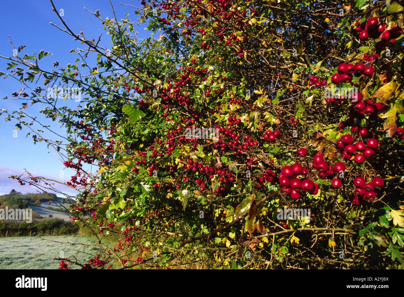 Haws, the fruit of Common Hawthorn (Crataegus monogyna) with a frost ...