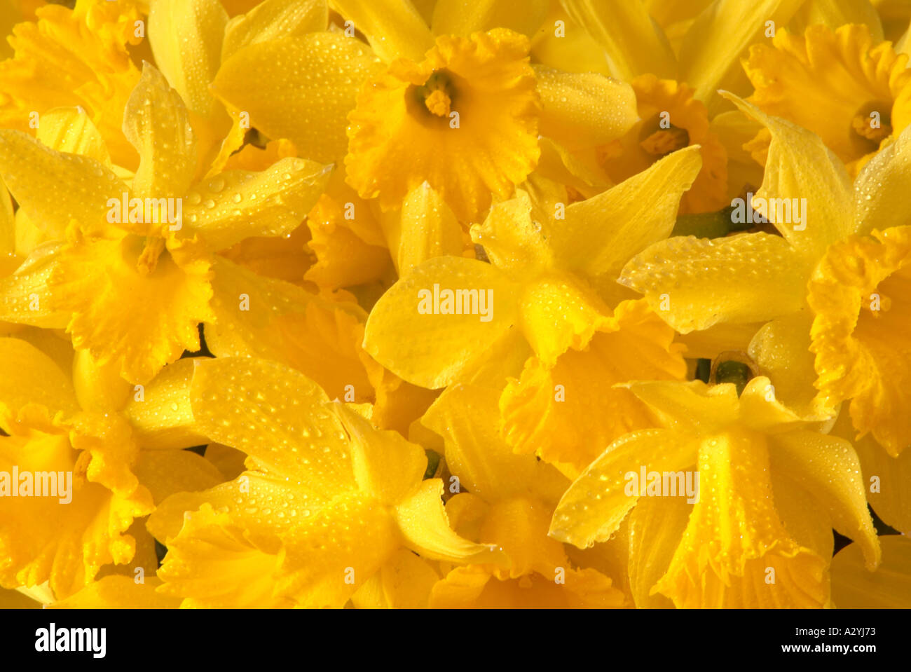 Cheerful yellow daffodils hi-res stock photography and images - Alamy
