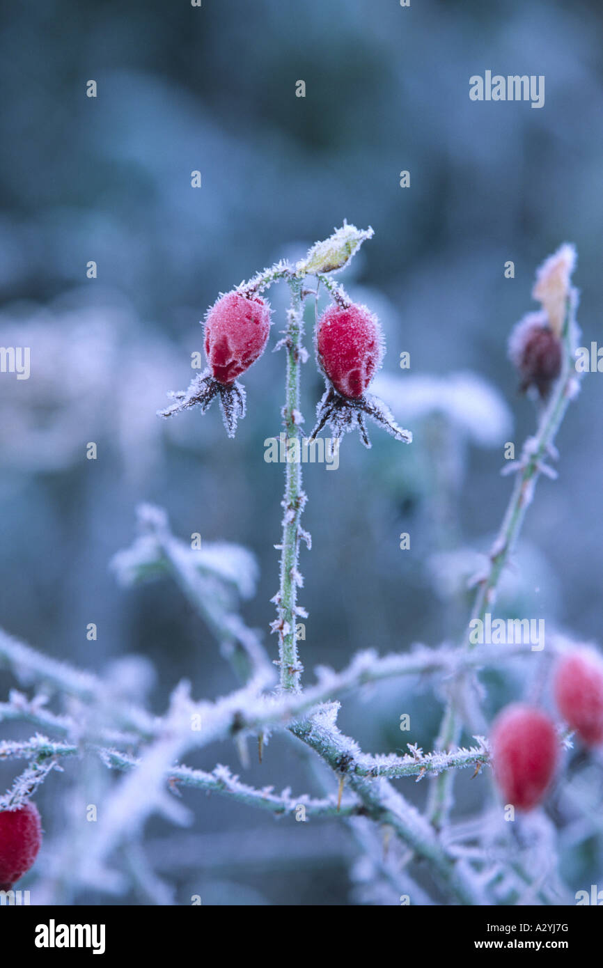 Frost on rosehips of Sherard's Downy Rose (Rosa sherardii). Powys ...