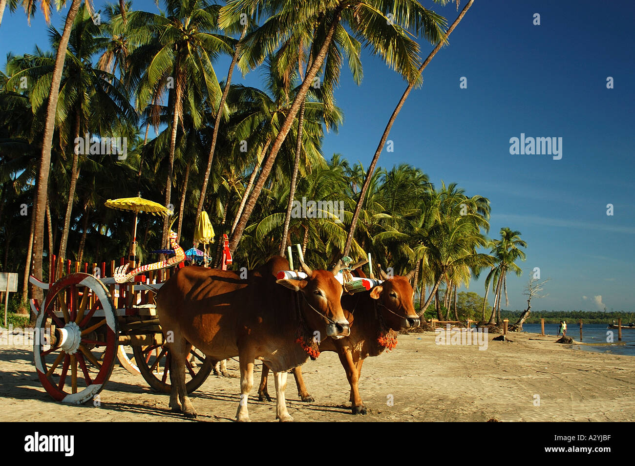 tourist wagon ox and cart Chaungtha Beach Burma Myanmar Stock Photo - Alamy