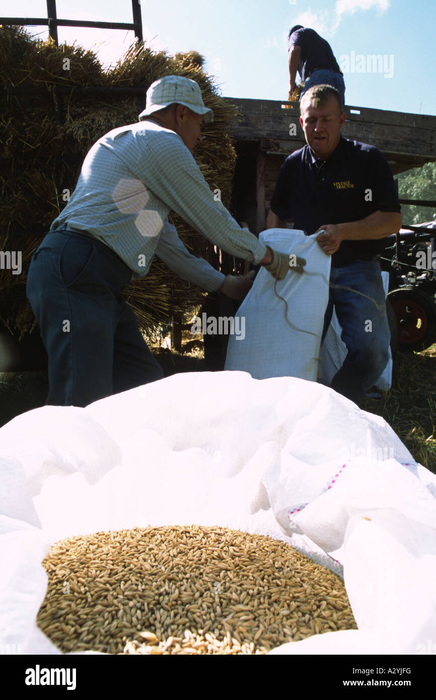 Volunteers bagging Organic oats from a vintage threshing drum Stock ...
