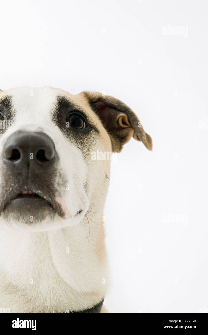 Serious looking dog Stock Photo - Alamy