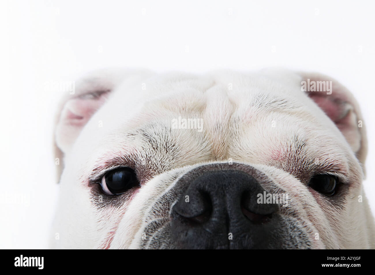 Face of a bulldog Stock Photo - Alamy
