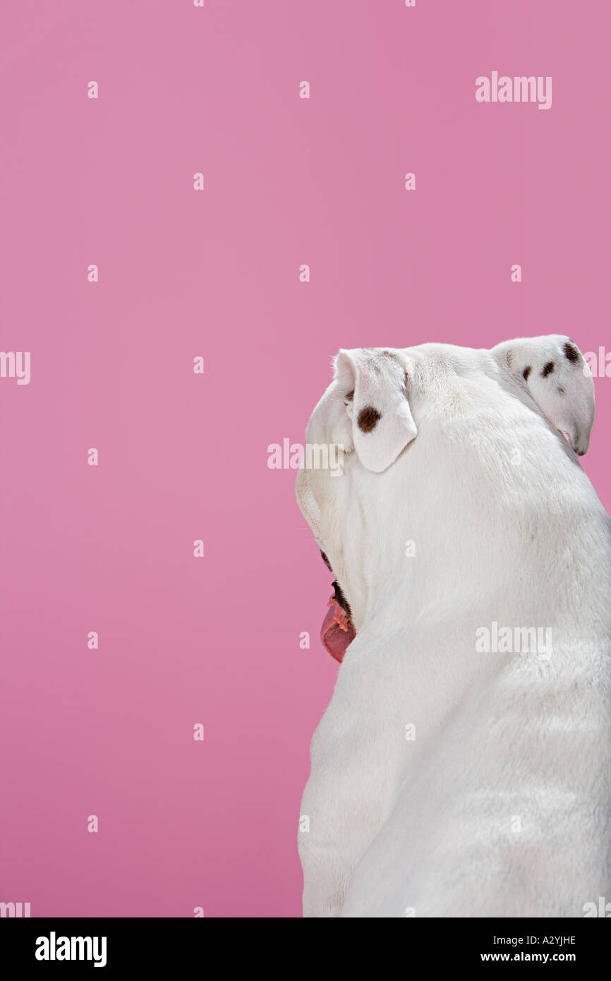 Rear view of a pitbull Stock Photo - Alamy
