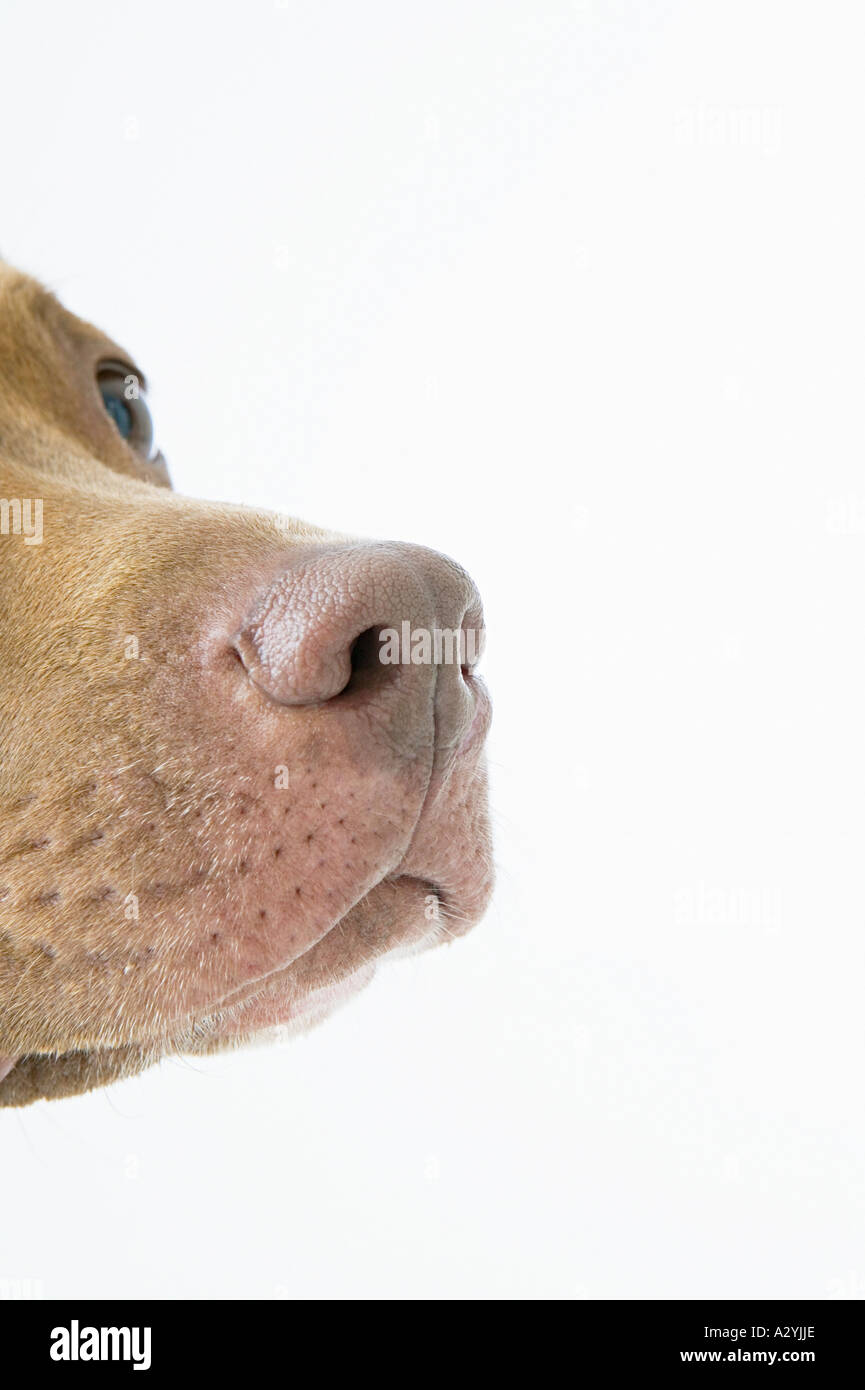 Dog nose anatomy hi-res stock photography and images - Alamy