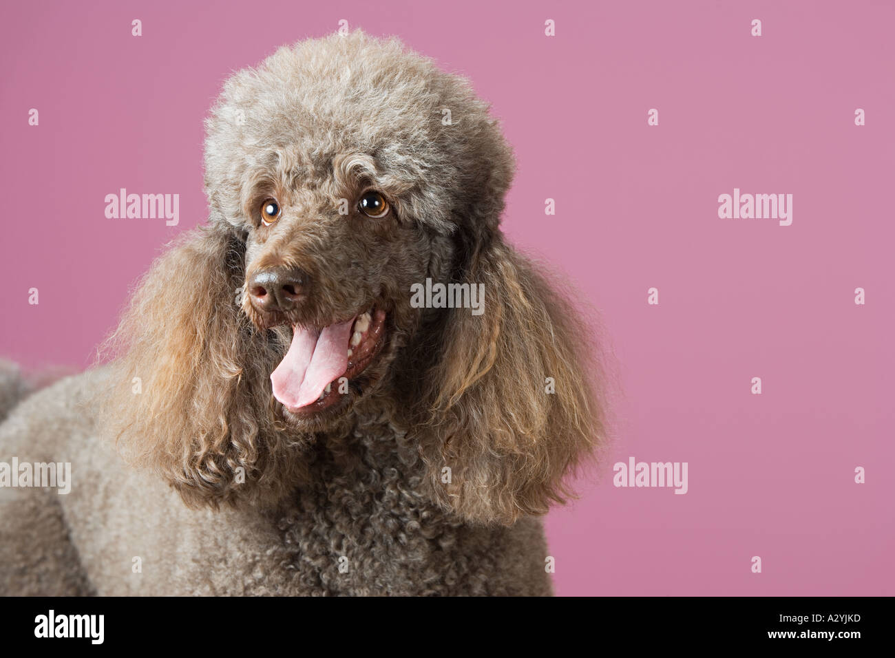 Dog ear anatomy hi-res stock photography and images - Alamy