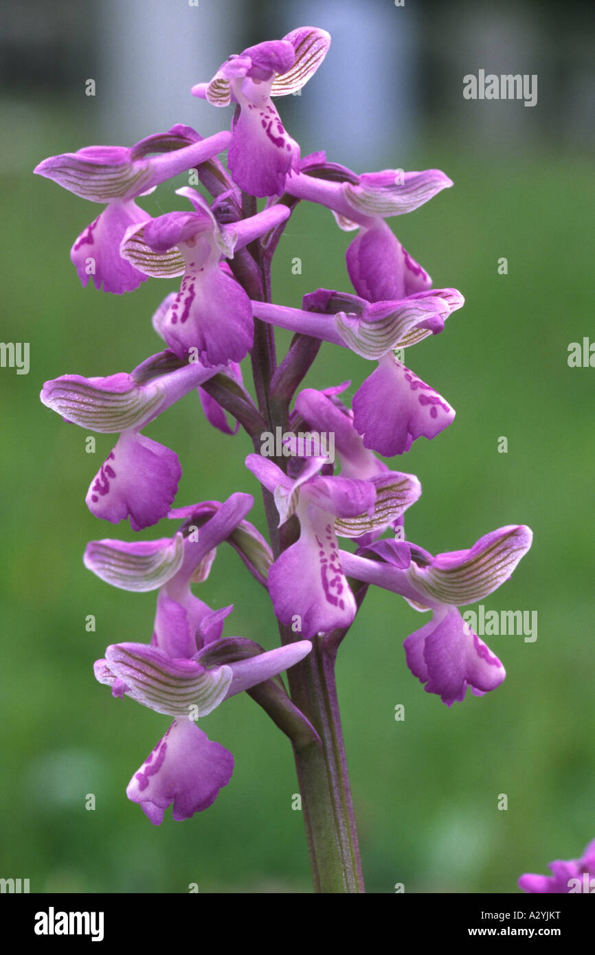 Green-winged Orchid (Orchis morio) flowering in Staplefield Churchyard ...