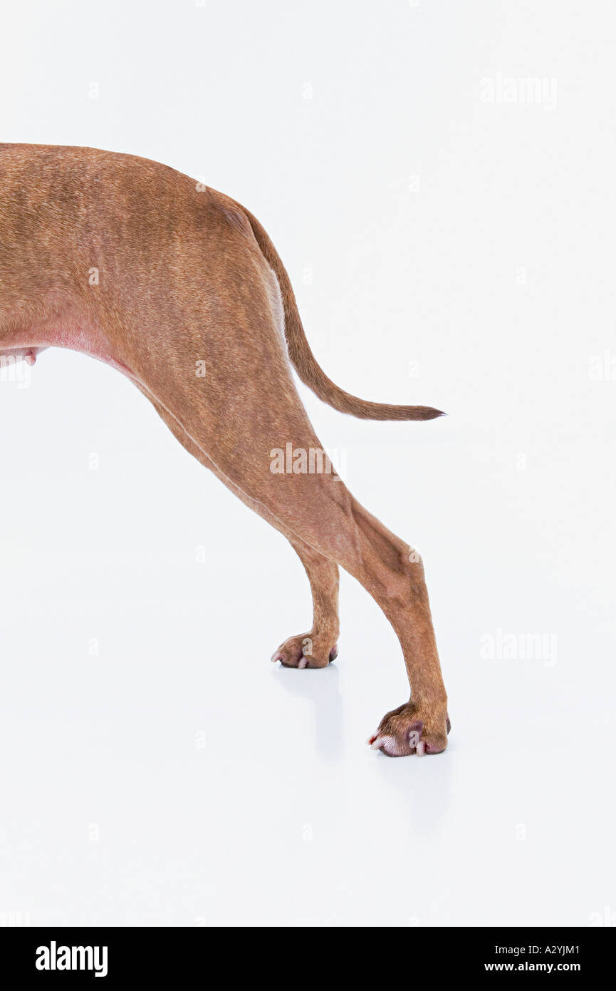 Dog legs studio hi-res stock photography and images - Alamy