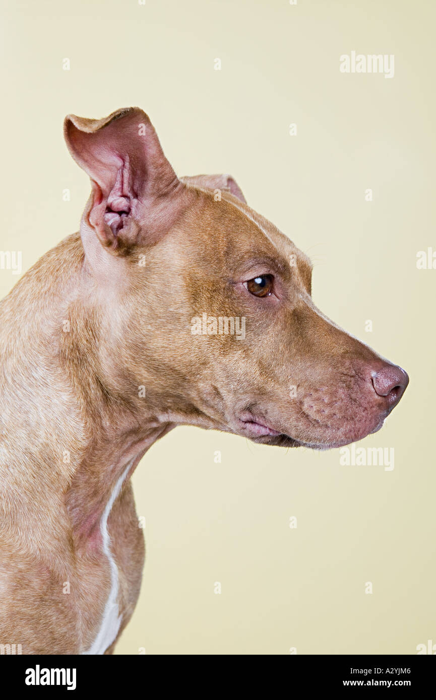 Profile of a dog Stock Photo - Alamy