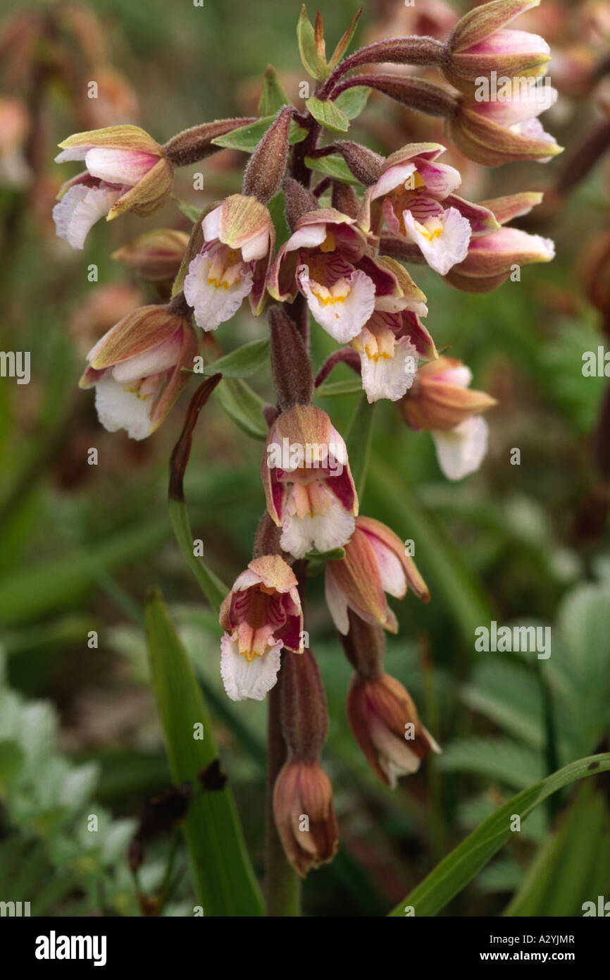 Flowers of Marsh Helleborine orchid (Epipactis palustris) Ynys-las dunes, Ceredigion, Wales, UK ...