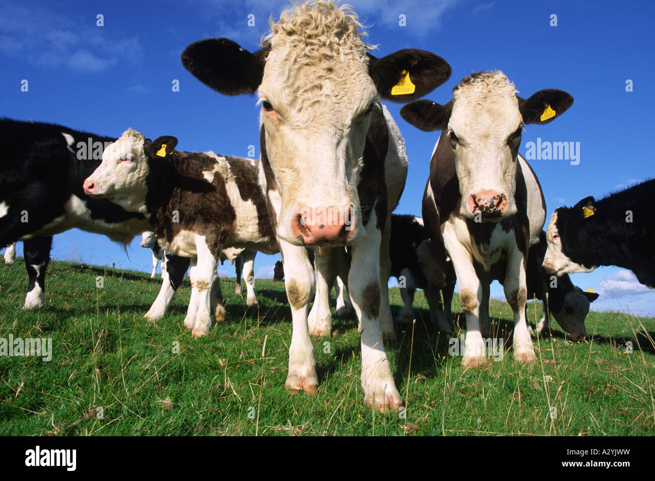 British simmental cattle hi-res stock photography and images - Alamy