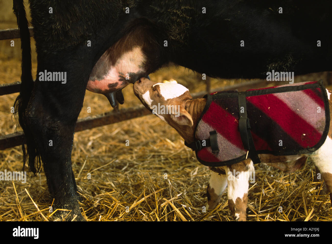 Calf wearing a coat hi-res stock photography and images - Alamy