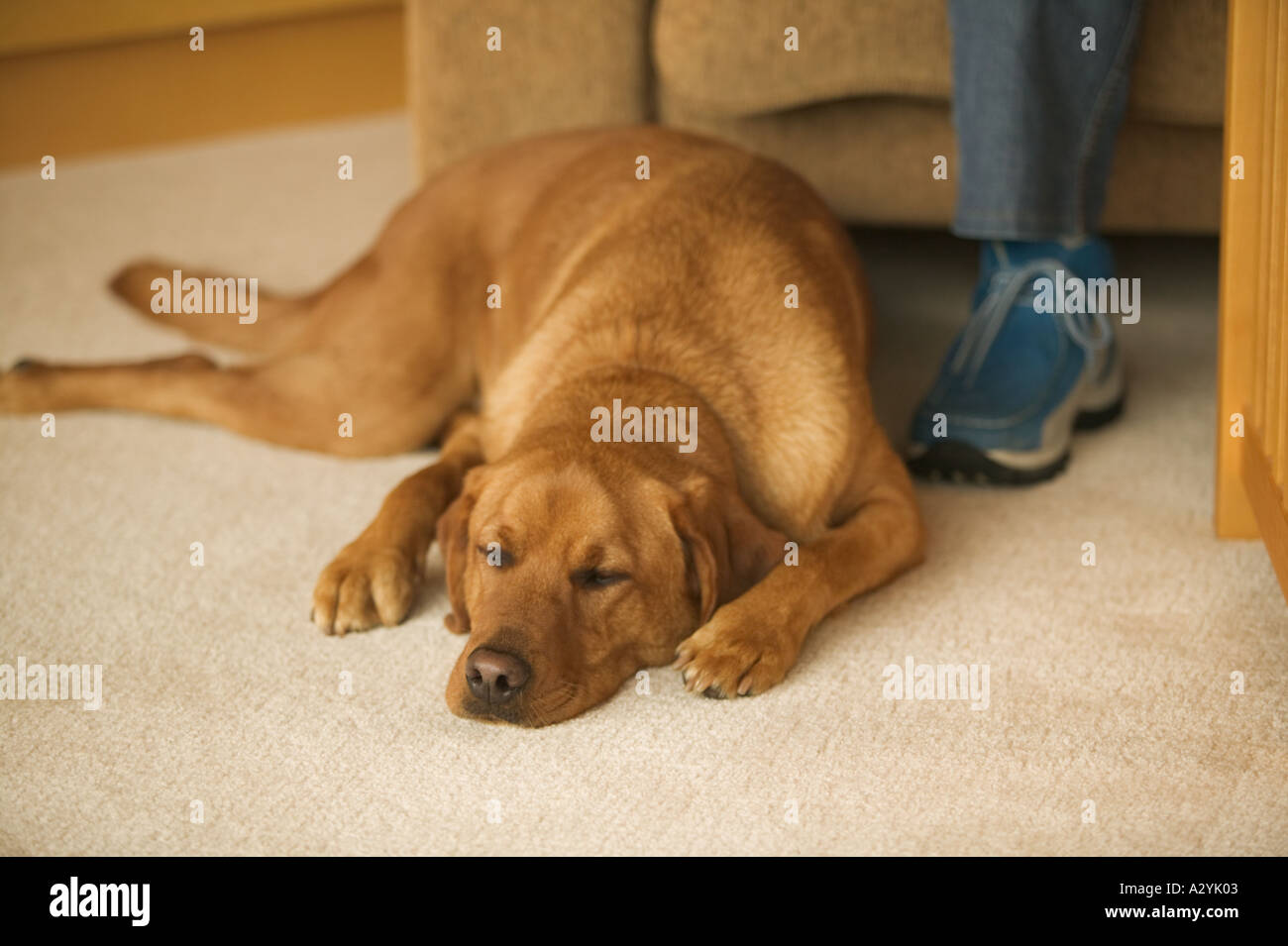 Labrador resting at owners feet Stock Photo - Alamy