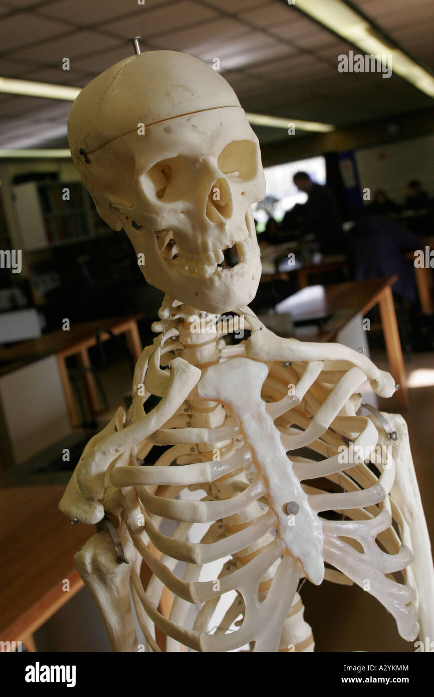 Skeleton in hi-res stock photography and images - Alamy
