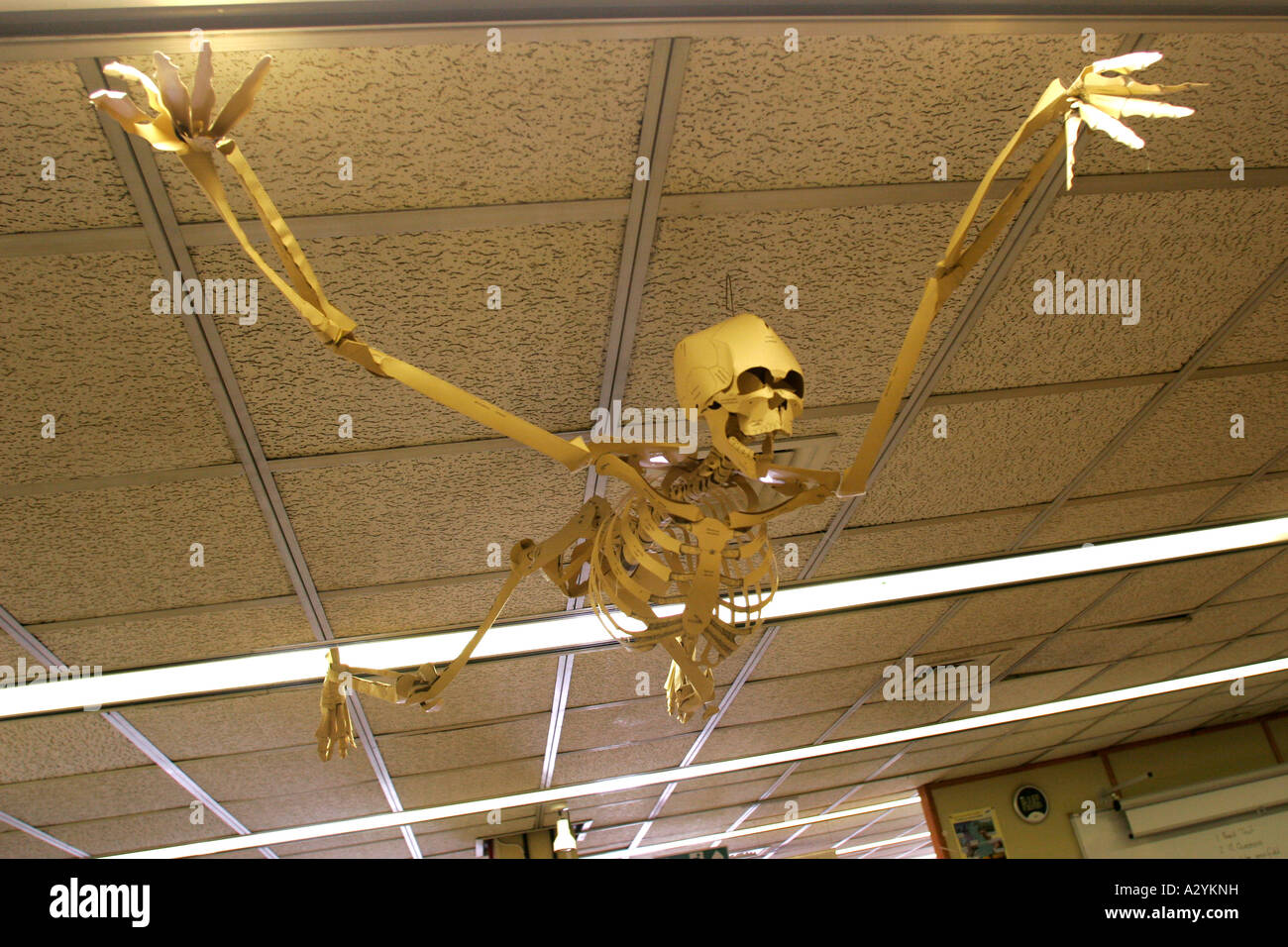 model skeleton suspended from ceiling at sixth form college GB UK Stock ...