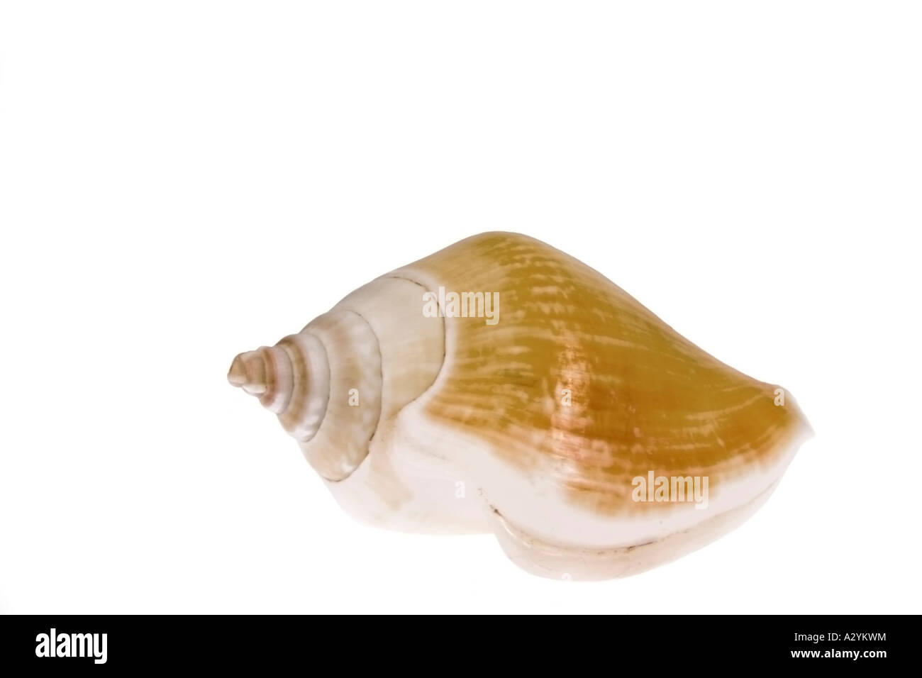 Spiral shell isolated on a white background Stock Photo - Alamy