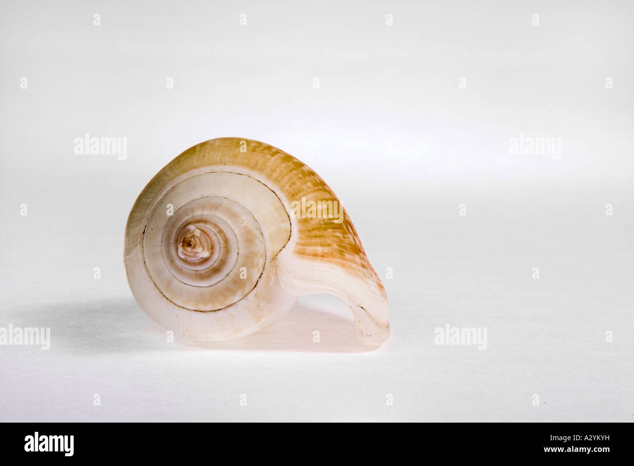 Small spiral shell Stock Photo - Alamy