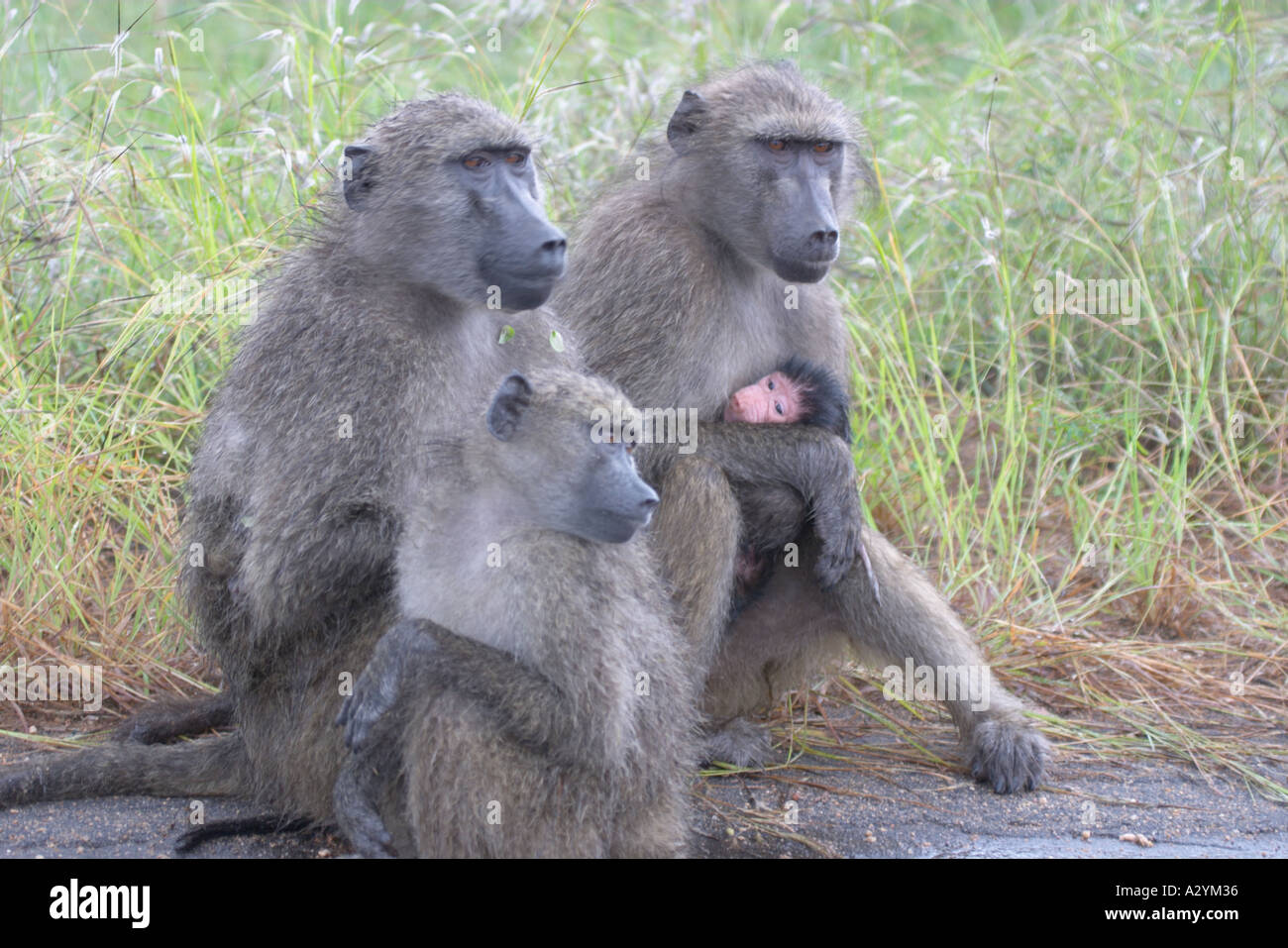 Family of baboons with baby Stock Photo - Alamy