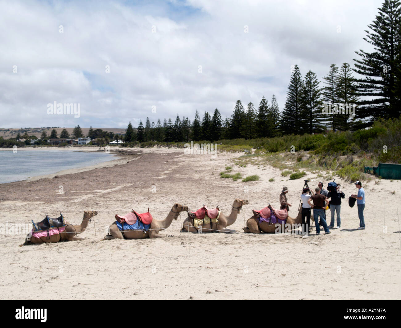 CAMELS BEING FILMED ON BEACH VICTOR HARBOR FLEURIEU PENINSULA SOUTH ...