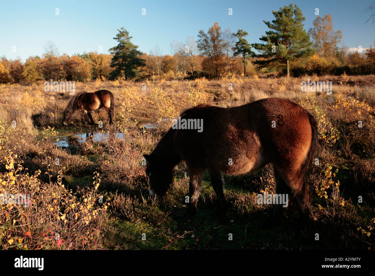 Common Riding Season High Resolution Stock Photography and Images - Alamy