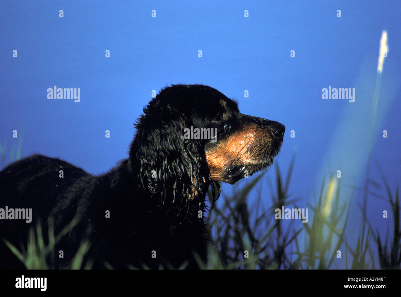 Gordon setter dog hi-res stock photography and images - Alamy