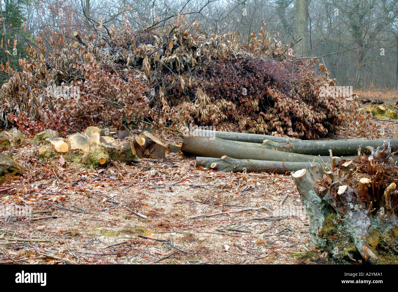 The blean canterbury hi-res stock photography and images - Alamy