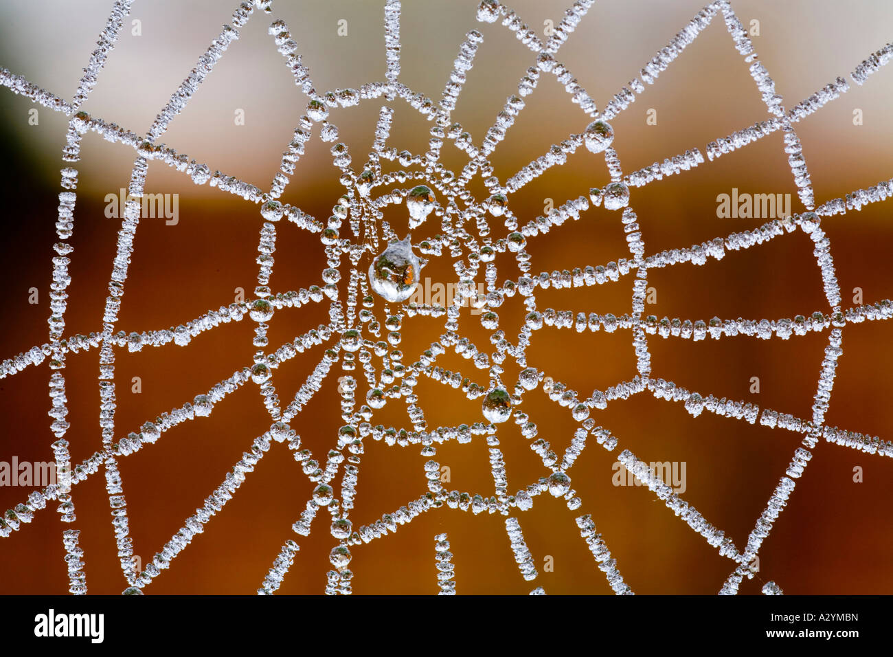 Frost ice crystal spiders web frozen cold construction hi-res stock ...