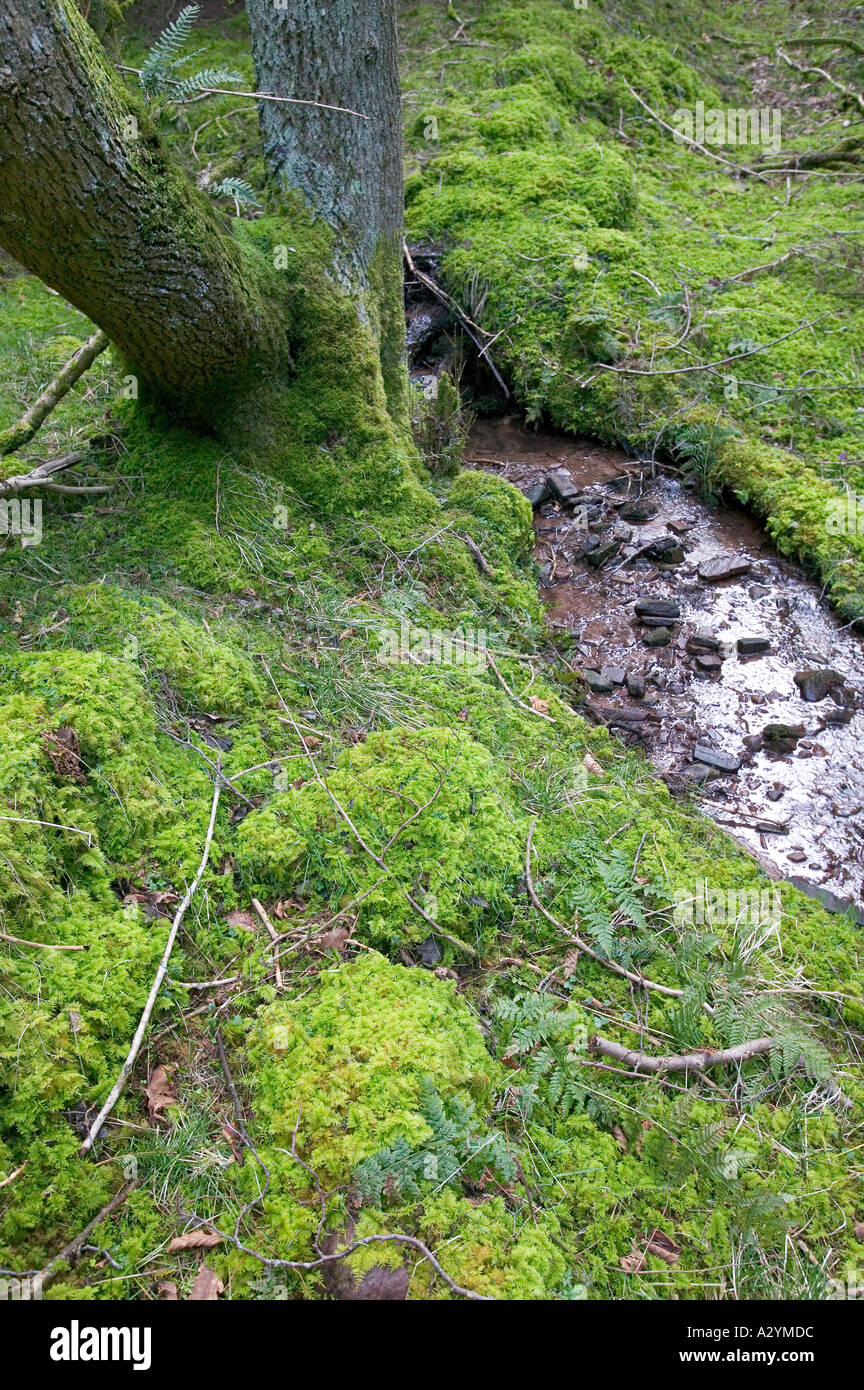Spongy moss hi-res stock photography and images - Alamy