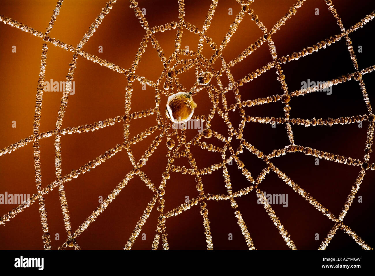 Frost ice crystal spiders web frozen cold construction hi-res stock ...