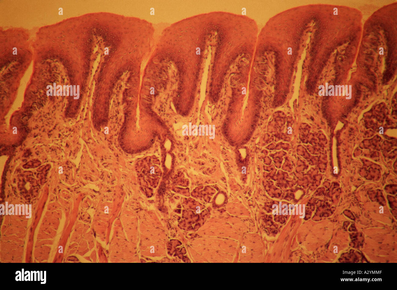Papillae and taste buds on tongue Stock Photo - Alamy