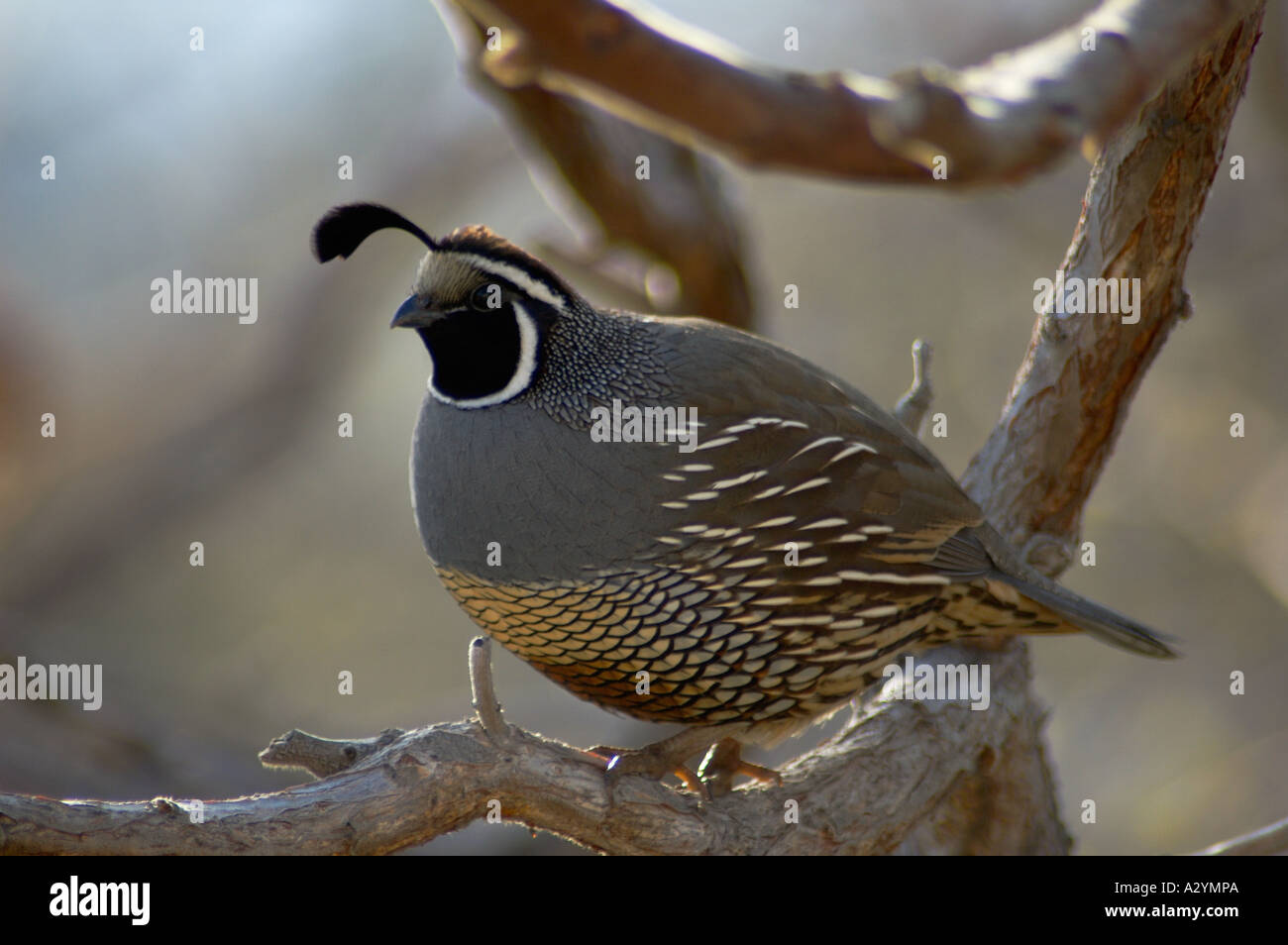 Quail sitting on the tree Stock Photo - Alamy