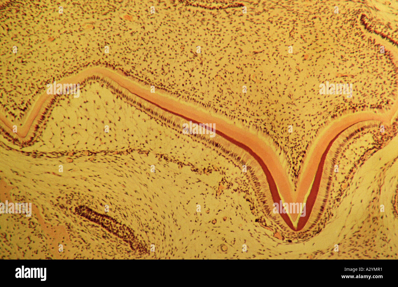 Microscopic teeth hi-res stock photography and images - Alamy