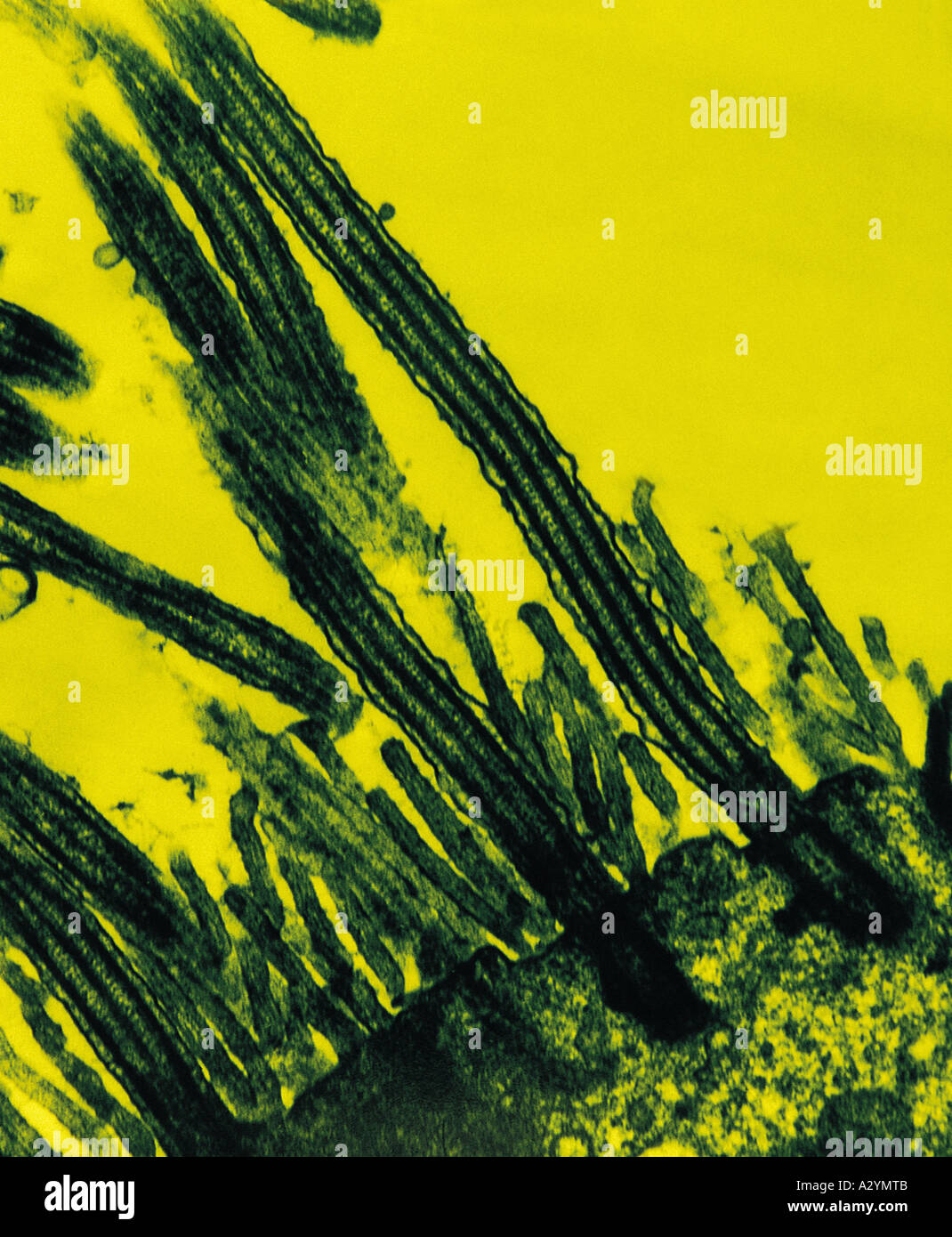 Microvilli hi-res stock photography and images - Alamy