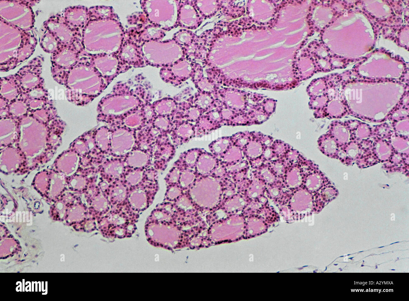 Colloid hi-res stock photography and images - Alamy