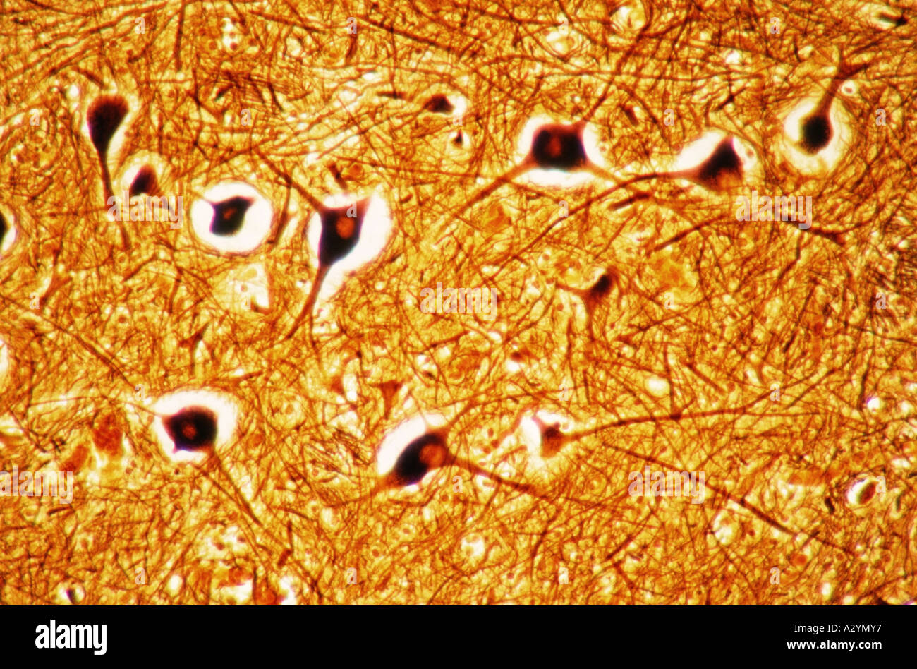 Nerve cells in brain stem Stock Photo - Alamy