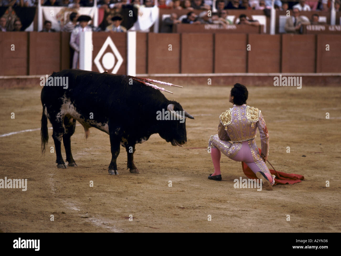 Kneeling Bull High Resolution Stock Photography and Images - Alamy