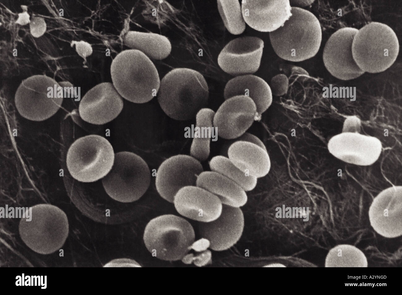 Microscopic view of blood cells hi-res stock photography and images - Alamy